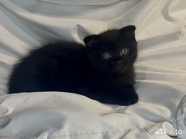 Шотландские вислоухие котята