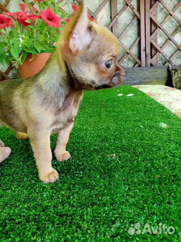 Мальчик чихуахуа мелкий стандарт