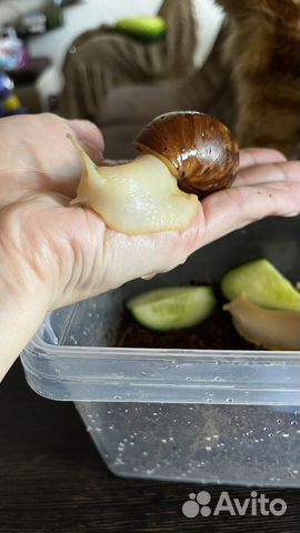 Улитки ахатины бесплатно