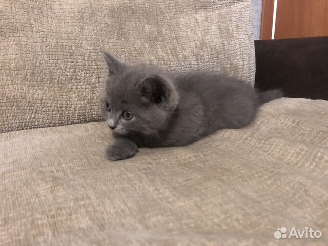 Шотландский вислоухий