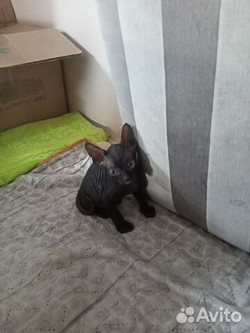 Канадский сфинкс котенок