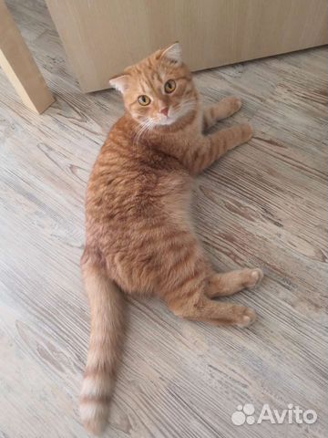 Шотландский вислоухий кот