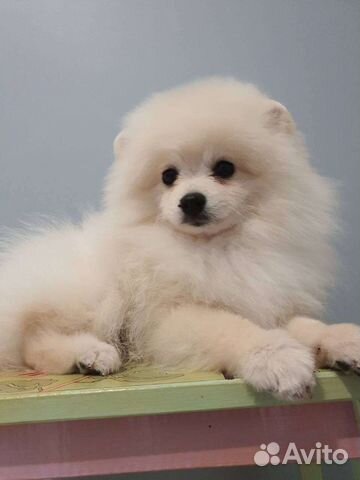 Щенки померанского шпица. Мини шпиц