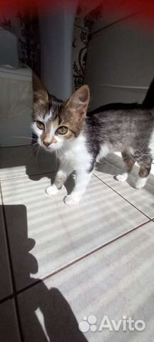 Кошка 4мес