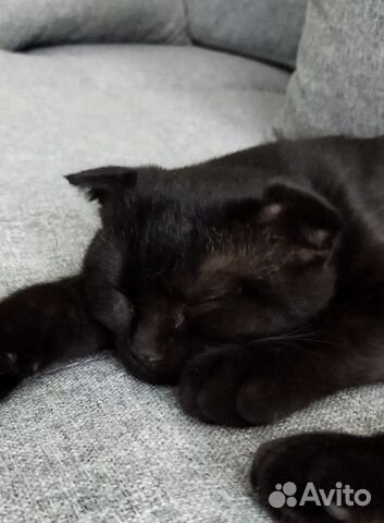 Вислоухий котёнок в добрые руки