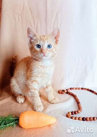 Европейские котята