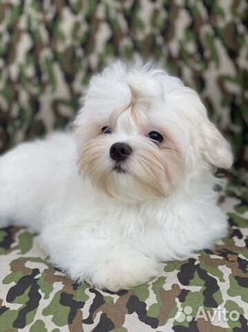 Прелестный мальчик Мальтезе