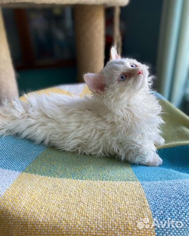 Ламбкин девочка