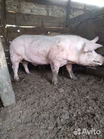 Хряк крупная белая
