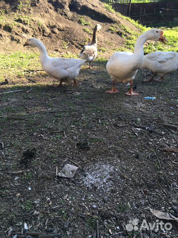 Меняю гусака на гусыню