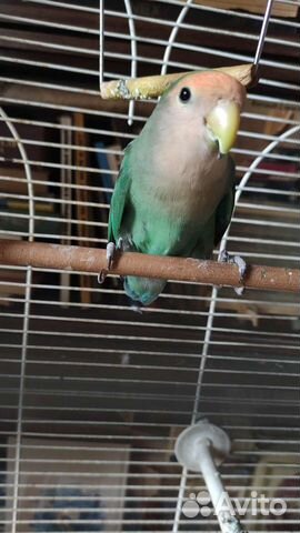 Неразлучник попугай