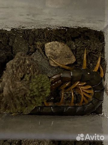 Сколопендра