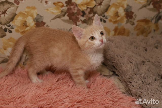 Котенок Персик в добрые руки