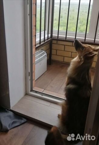 Небольшая собачка