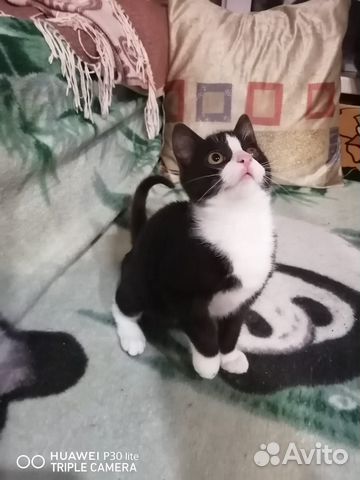 Котенок Барсик хочет домой