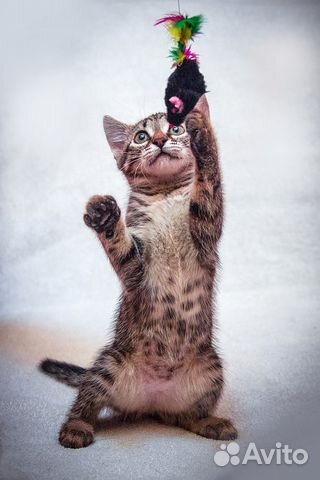 Изюминка - чудесный котенок