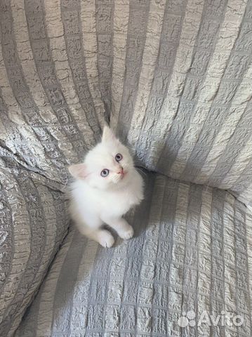 Очаровательный котенок от домашней кошки