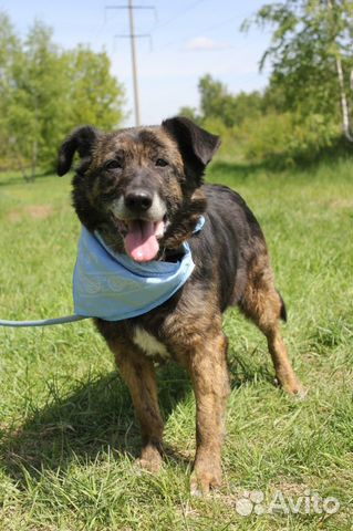 Из за ненадобности попала в приют