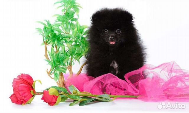 Девочка померанский шпиц