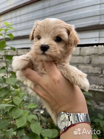 Мальтипу f1 эксклюзив