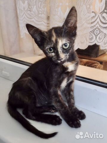 Котенок девочка в добрые руки