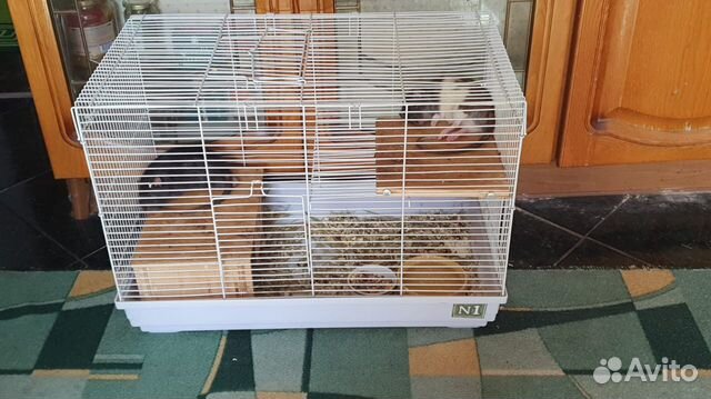 Крысы отдам бесплатно