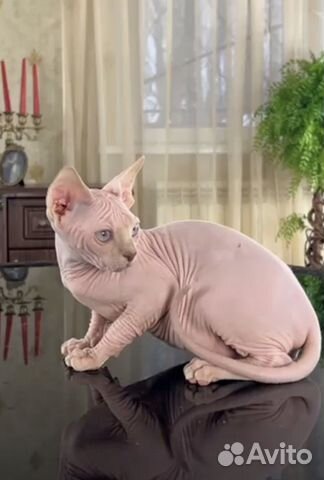 Мальчик сфинкс, ищем добрые руки