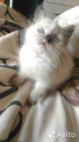 Котенок Невская девочка