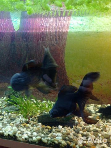 Аквариумные рыбки