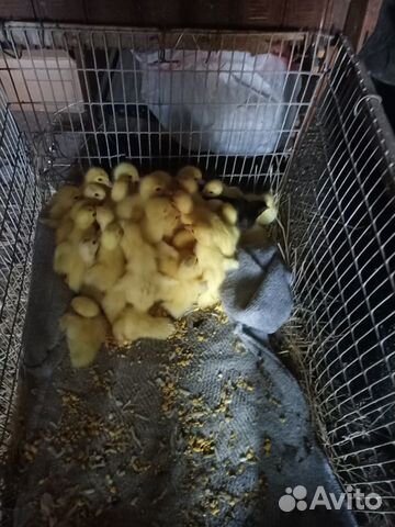 Утята индоутки белой