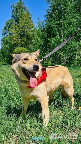 Вот такой сладкий Персик живет в приюте