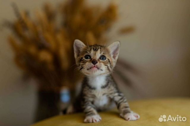 Котенок мальчик в добрые руки