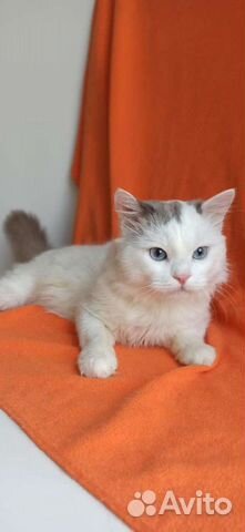 Котик Шульц с голубыми глазами в дар, 2 года
