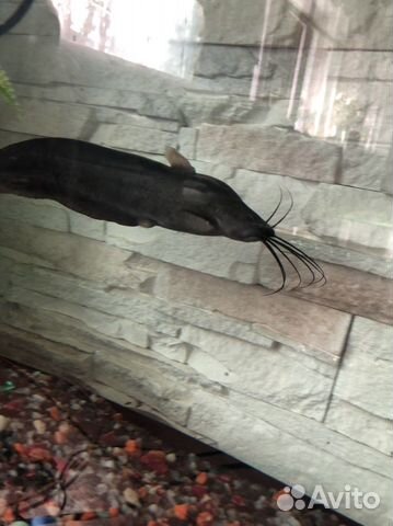 Сом мешкожаберный