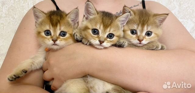 Котята британская шиншилла