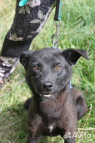 Кесси, веселая собочка, ищет дом