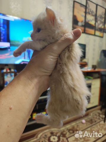 Кошки курильский бобтейл