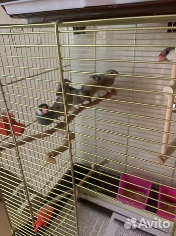 Рисовые амадины