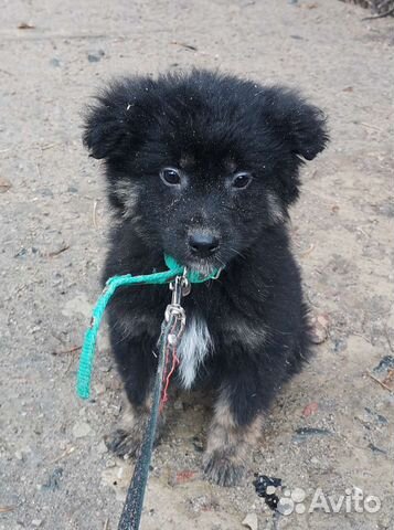 Щенок ищет дом