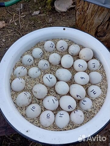 Инкубационное яйцо утки