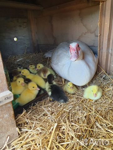 Мускусные утята с мамой уткой