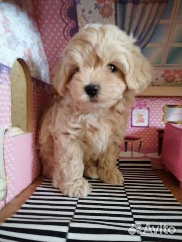 Мальтипу Ф1