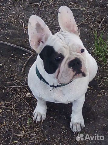Французский бульдог щенки