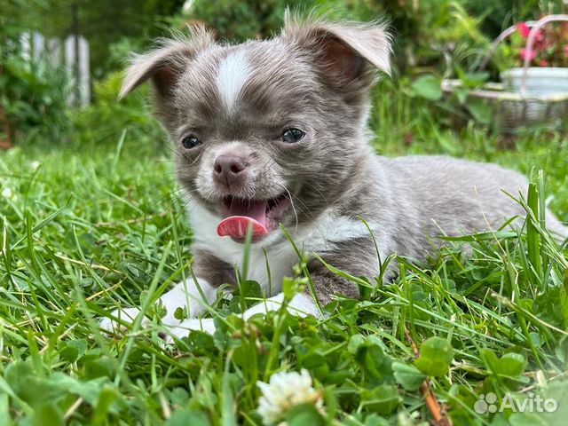 Щенок чихуахуа лиловый кобель