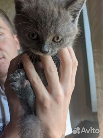 Британские котята