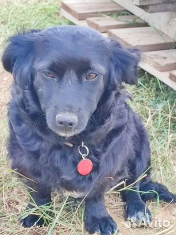 Варя в добрые руки