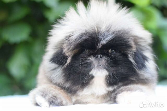 Щенки пекинеса