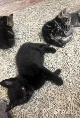 Коштята британцы