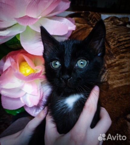 Официальный котёнок с галстучком