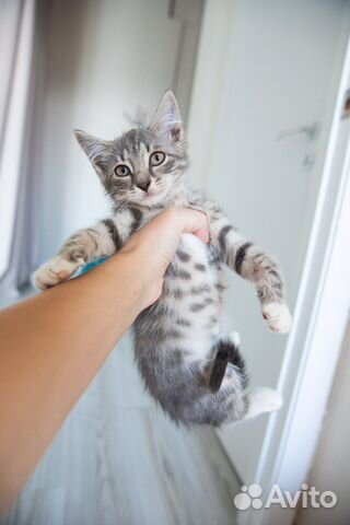 Котенок в добрые руки